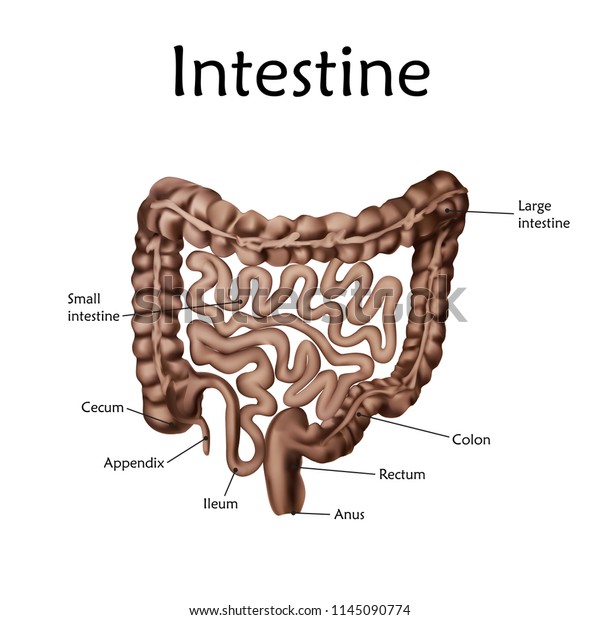 Human Intestine Description Anatomy Vector Realistic Stock Vector ...
