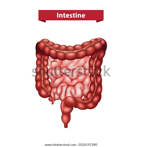 Human Intestine Vector Illustration Close Stock Vector (Royalty Free ...