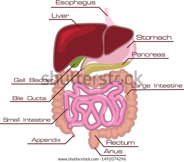 Human Intestines Diagram Vector Eps: stockvector (rechtenvrij ...