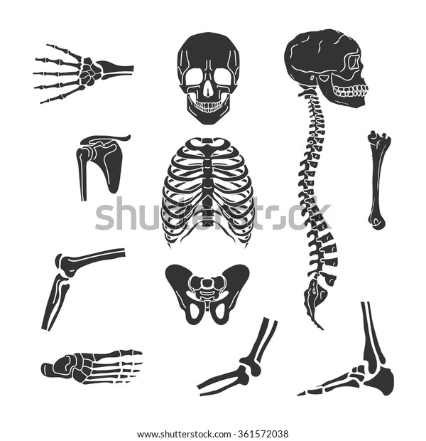 Human Joints Vector Set Orthopedic Spine Stock Vector (Royalty Free ...