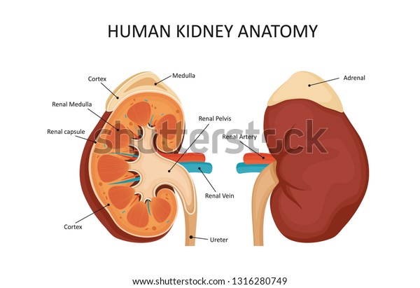 Human Kidney Anatomy Stock Vector (Royalty Free) 1316280749 | Shutterstock