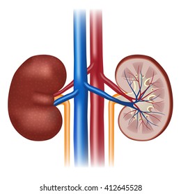 Human Kidney Anatomy Isolated On White Stock Vector (Royalty Free ...