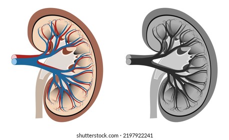 Human Kidney Anatomy Vector Image Stock Vector (Royalty Free ...