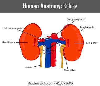Human Kidney Detailed Anatomy Vector Medical Stock Vector (Royalty Free ...