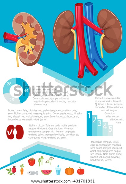 Human Kidney Infographic Poster Chart Diagram : image vectorielle de ...