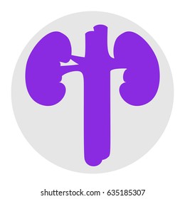 Vektor Stok Human Kidney Medical Diagram Vector Pink (Tanpa Royalti ...