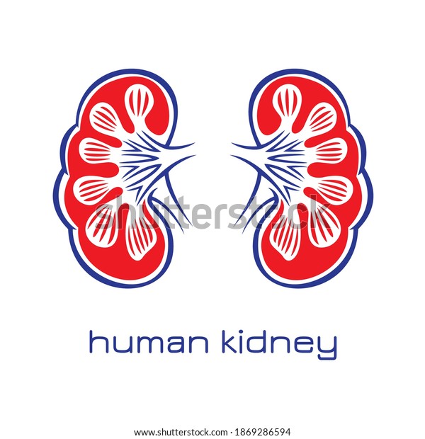 Human Kidney Symbol Vector Illustration 库存矢量图（免版税）1869286594 | Shutterstock