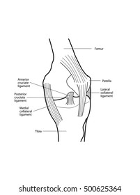 Human Knee Joint Labels: เวกเตอร์สต็อก (ปลอดค่าลิขสิทธิ์) 500625364 ...