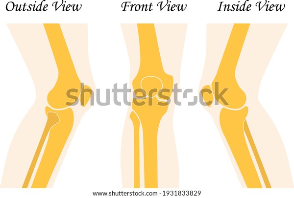 Human Knee Leg Front Back View Stock Vector (Royalty Free) 1931833829 ...