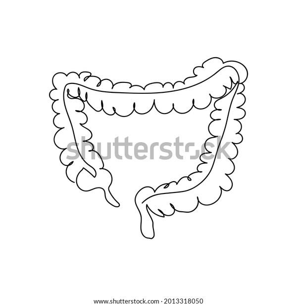 Human Large Intestine One Line Art Stock Vector (Royalty Free ...