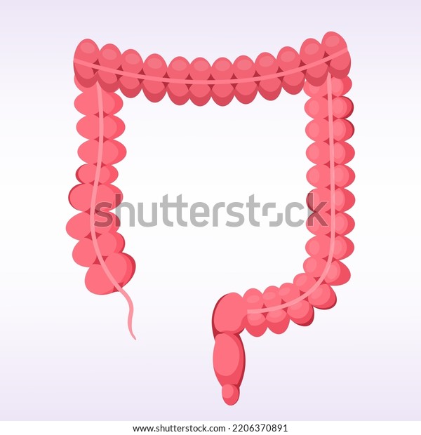 Human Large Small Intestine Digestive System Stock Vector (Royalty Free ...