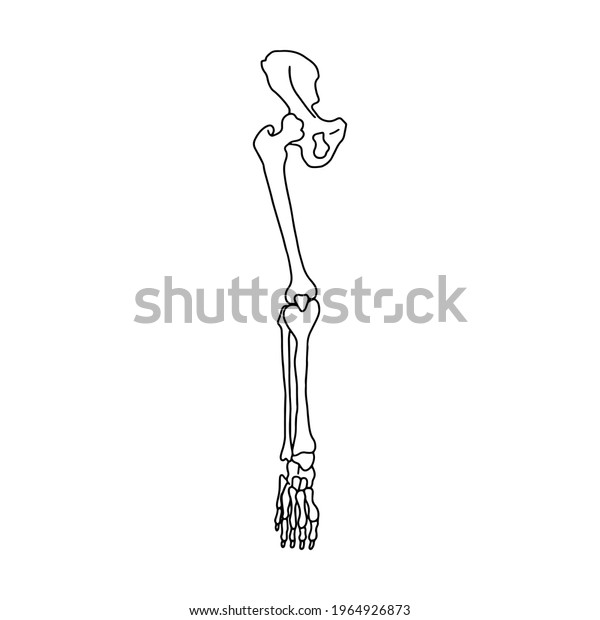 Human Leg Bones Human Anatomy Vector Stock Vector (Royalty Free ...