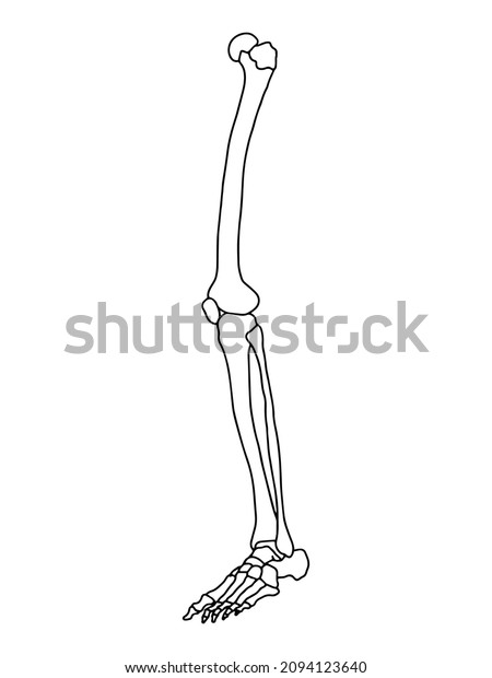 Human Leg Bones Human Anatomy Vector 库存矢量图(免版税)2094123640 Shutterstock