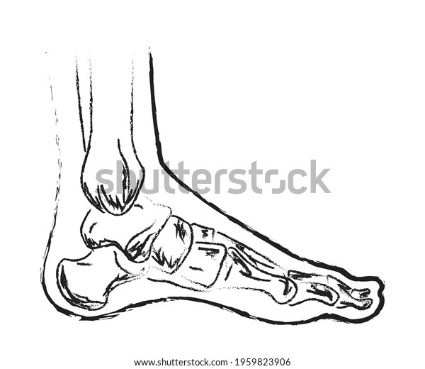 Human Leg Joints Symbol Vector Illustration Stock Vector (Royalty Free ...