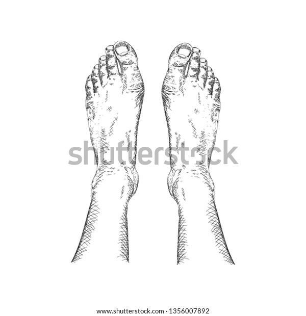 Human Legs Illustration Vector Human Body Stock Vector (Royalty Free ...