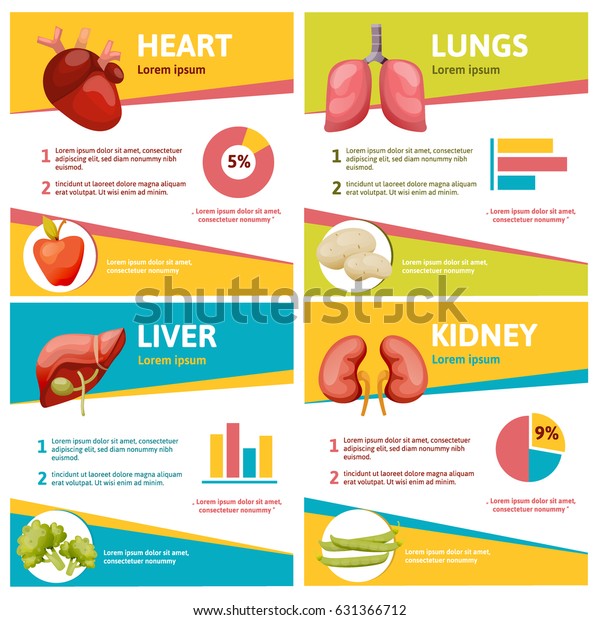 Human Liver Anatomy Poster Set Infographic Stock Vector (Royalty Free ...