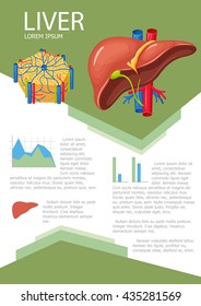 Human Liver Infographic Poster Chart Diagram Stock Vector (Royalty Free ...