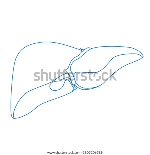 Human Liver Outline Icon Digestive System Stock Vector (Royalty Free ...
