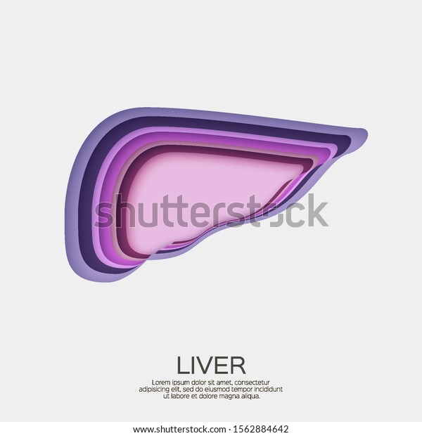 Human Liver Paper Cut Style Purple Stock Vector (Royalty Free ...