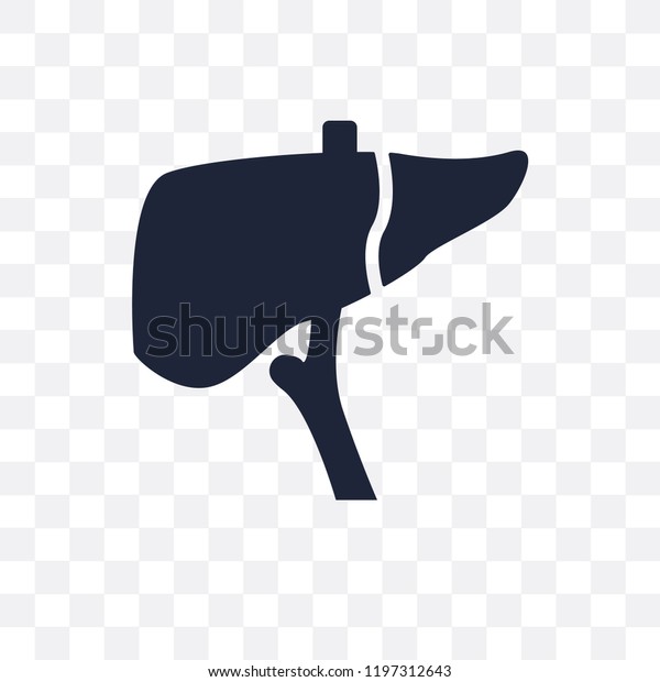 Human Liver Transparent Icon Human Liver Stock Vector (Royalty Free ...