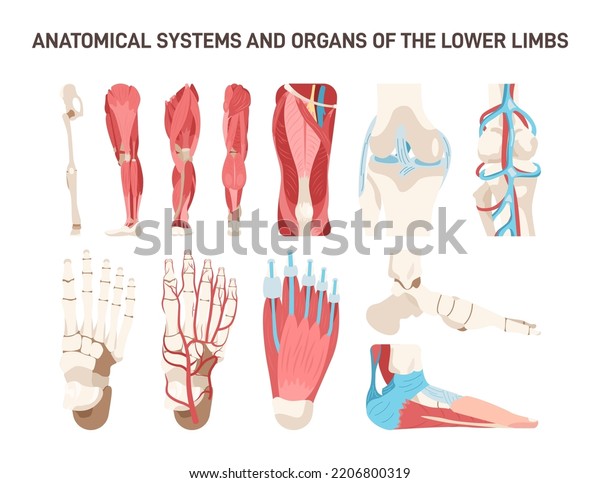 Vektor Stok Human Lower Limbs Different Anatomical Systems (Tanpa ...