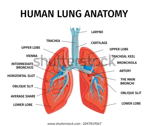 Human Lung Respiratory System Anatomy Diagram 库存矢量图（免版税）2047819067 ...