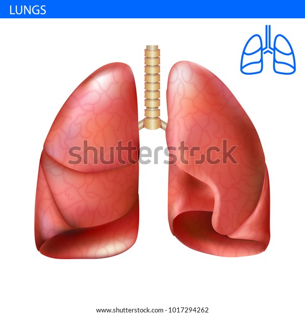 Human Lungs Anatomy Realistic Illustration Front Stock Vector (Royalty ...