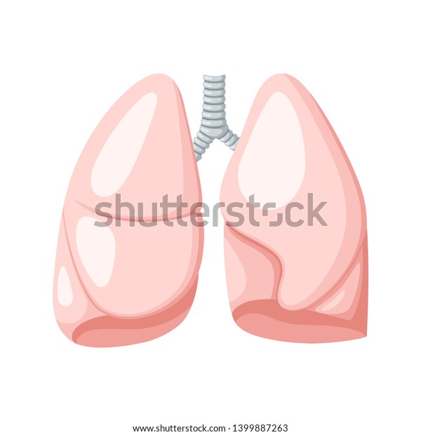 Human Lungs Front View Anatomical Vector Stock Vector (Royalty Free ...