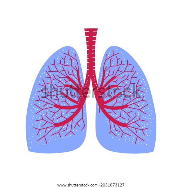 Human Lungs Illustration Vector Medicine Illustration Stock Vector ...