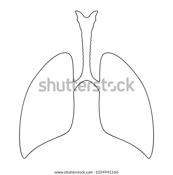 Human Lungs Larynx Trachea Vector Shape: vetor stock (livre de direitos ...