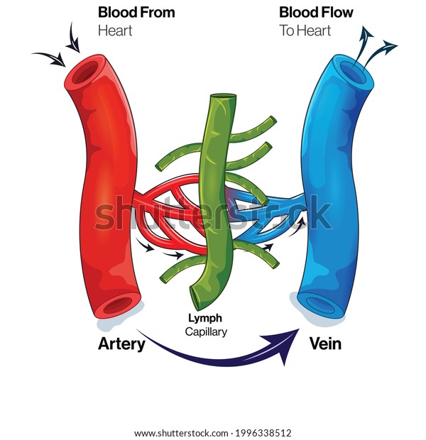 Human Lymphatic System Illustration Blood Vessels Stock Vector (Royalty ...