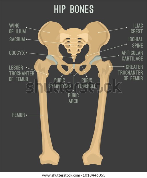 Human male anatomy scheme. Main hip bones - sacrum, ilium, coccyx ...
