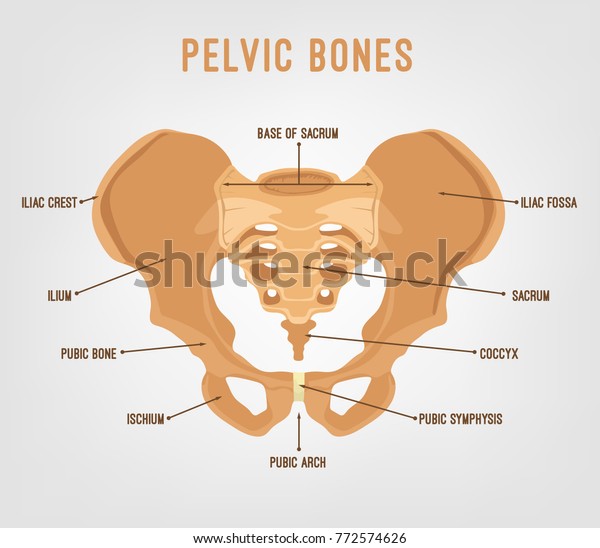 Human Male Anatomy Scheme Main Pelvic Stock Vector (Royalty Free) 772574626