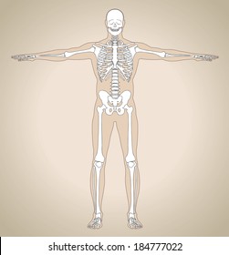 6,889 Human body scheme Images, Stock Photos & Vectors | Shutterstock