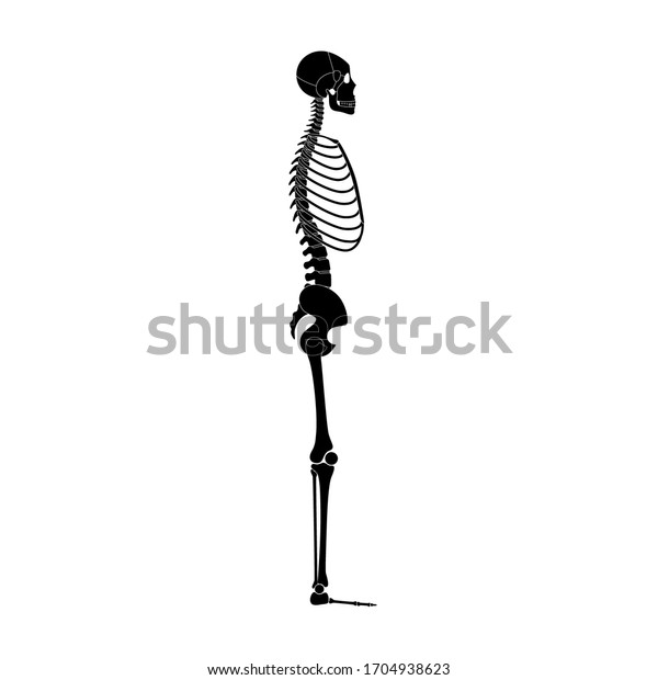 Human Man Skeleton Anatomy Profile Side Stock Vector (Royalty Free ...