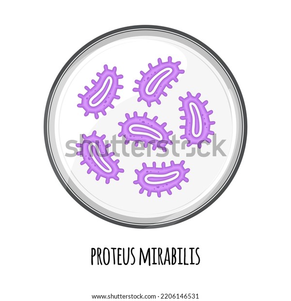Human Microbiome Proteus Mirabilis Petri Dish Stock Vector (Royalty ...