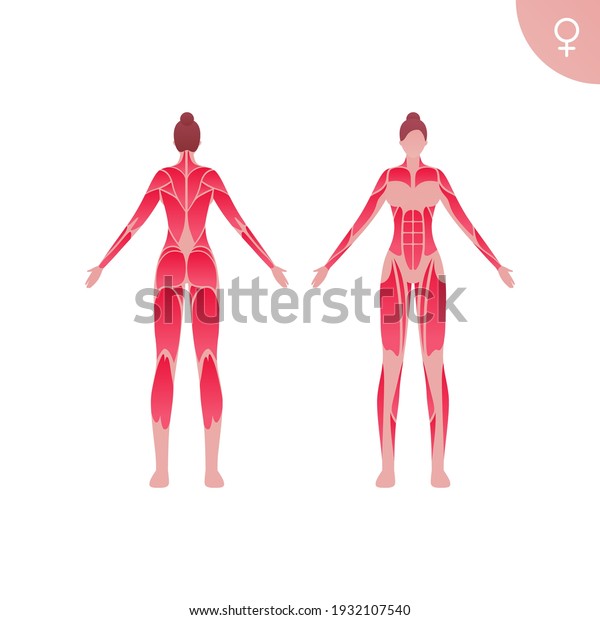 Human Muscle Body Anatomy Vector Flat Stock Vector (Royalty Free ...