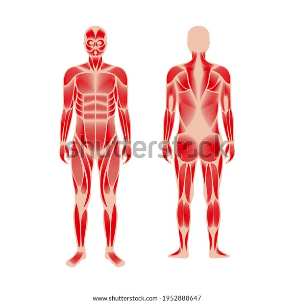 Human Muscular System Anatomical Poster Structure Stock Vector (Royalty ...