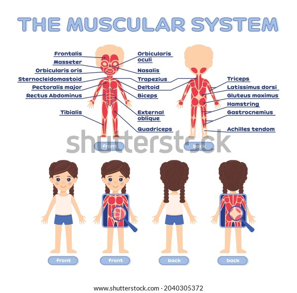 Human Muscular System Cartoon Style Children Stock Vector (Royalty Free ...