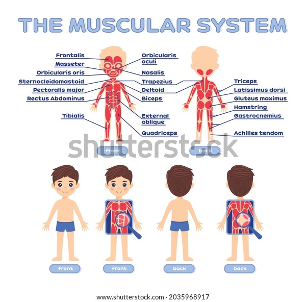 Vektor Stok Human Muscular System Cute Boy Cartoon (Tanpa Royalti ...