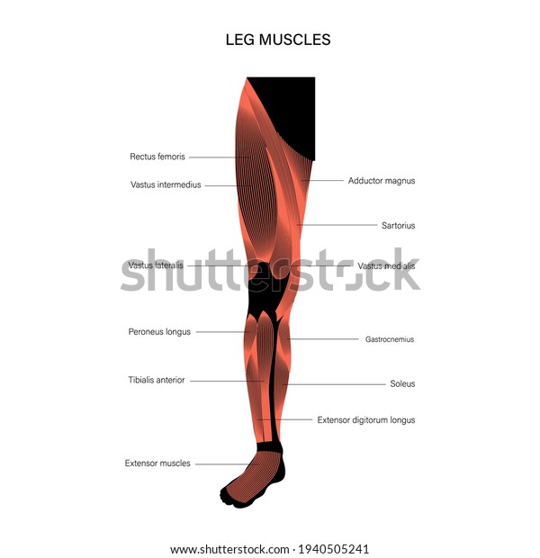 Human Muscular System Legs Front View Stock Vector (Royalty Free ...