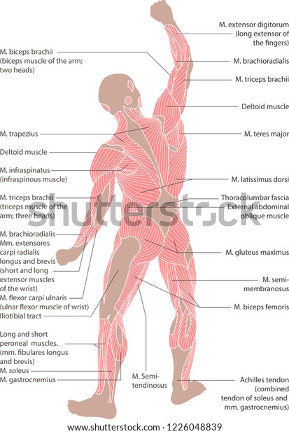Human Muscular System Posterior View Didactic Stock Vector (Royalty ...