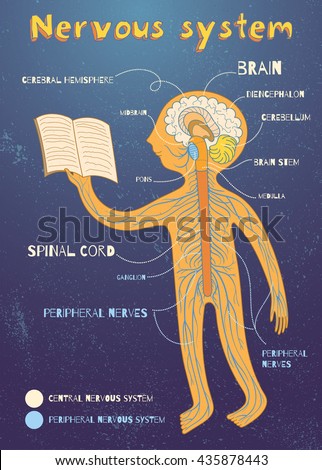 Human Nervous System Kids Vector Color Stock Vector (Royalty Free ...