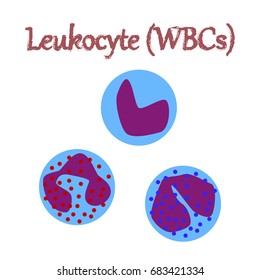 180 imágenes de Mononuclear cells - Imágenes, fotos y vectores de stock ...