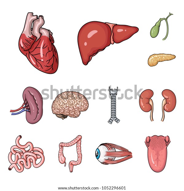 Human Organs Cartoon Icons Set Collection Stock Vector (Royalty Free ...