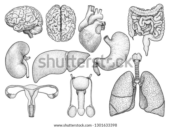 Human Organs Collection Illustration Drawing Engraving Stock Vector ...
