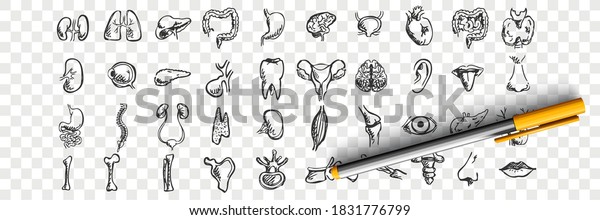 Human organs doodle set. Collection of hand drawn sketches templates ...
