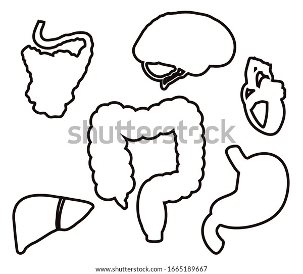 Human Organs On White Background Linear Stock Vector (Royalty Free ...