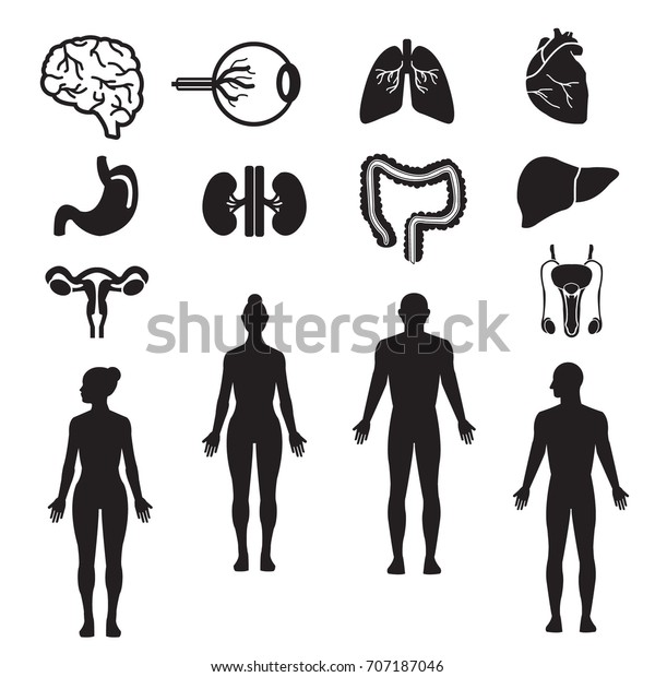Human Organs Silhouette Vector Icon Set Stock Vector (Royalty Free ...