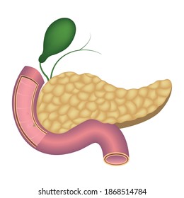 Human Pancreas Anatomy Duodenum Gallbladder Vector Stock Vector ...